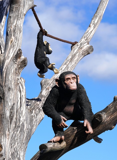 Animais Macacos Habitat - Foto gratuita no Pixabay - Pixabay