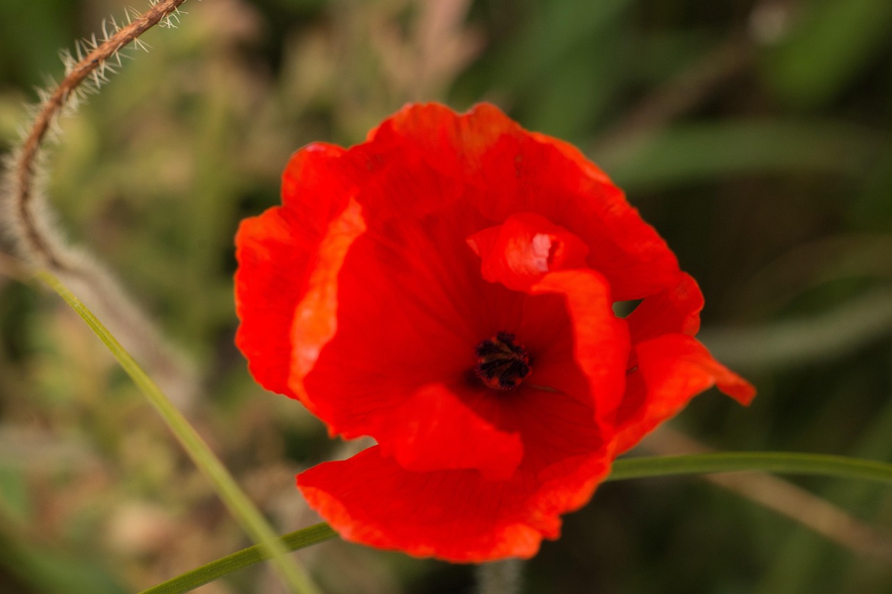 Mohn Blume Pflanze Roter - Kostenloses Foto auf Pixabay - Pixabay
