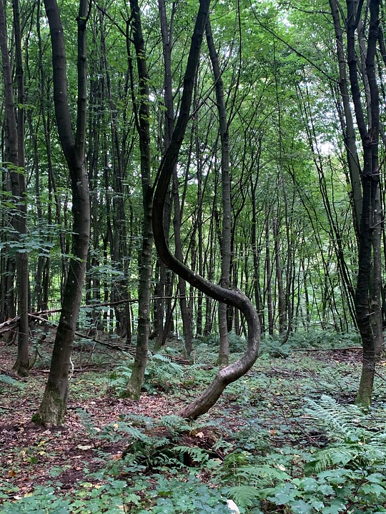 Baum Gebogen Tree - Kostenloses Foto auf Pixabay - Pixabay