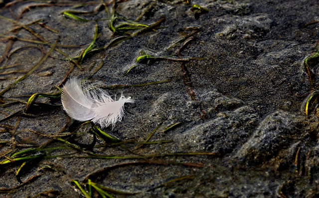 Pluma Naturaleza Plumaje - Foto gratis en Pixabay - Pixabay