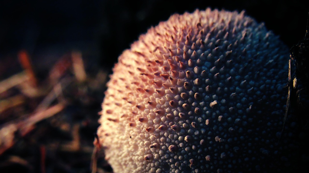 Más de 90 imágenes gratis de Fondos De Pantalla Hongos y Naturaleza ...