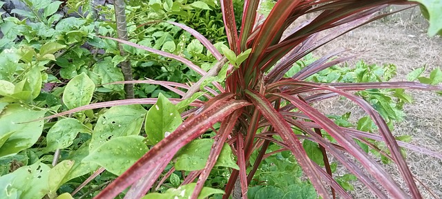 Bunga Daun-Daun Alam - Foto gratis di Pixabay - Pixabay