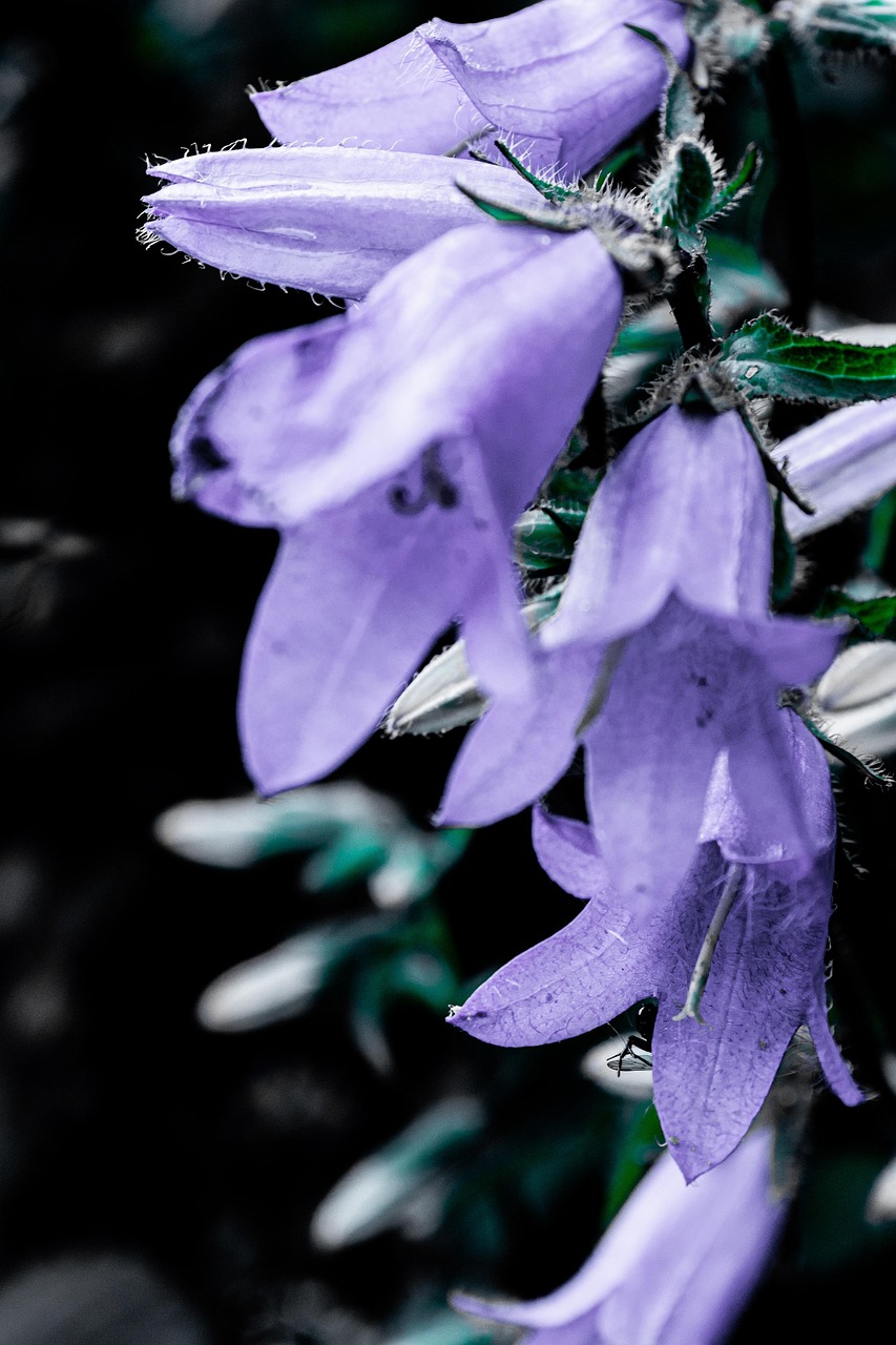 Bunga Ungu Harbel Lonceng Biru - Foto gratis di Pixabay - Pixabay