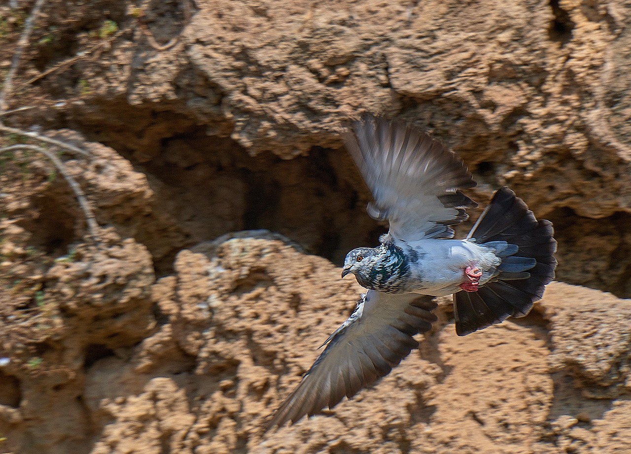 Paloma Oiseau Le Monde De - Photo gratuite sur Pixabay - Pixabay