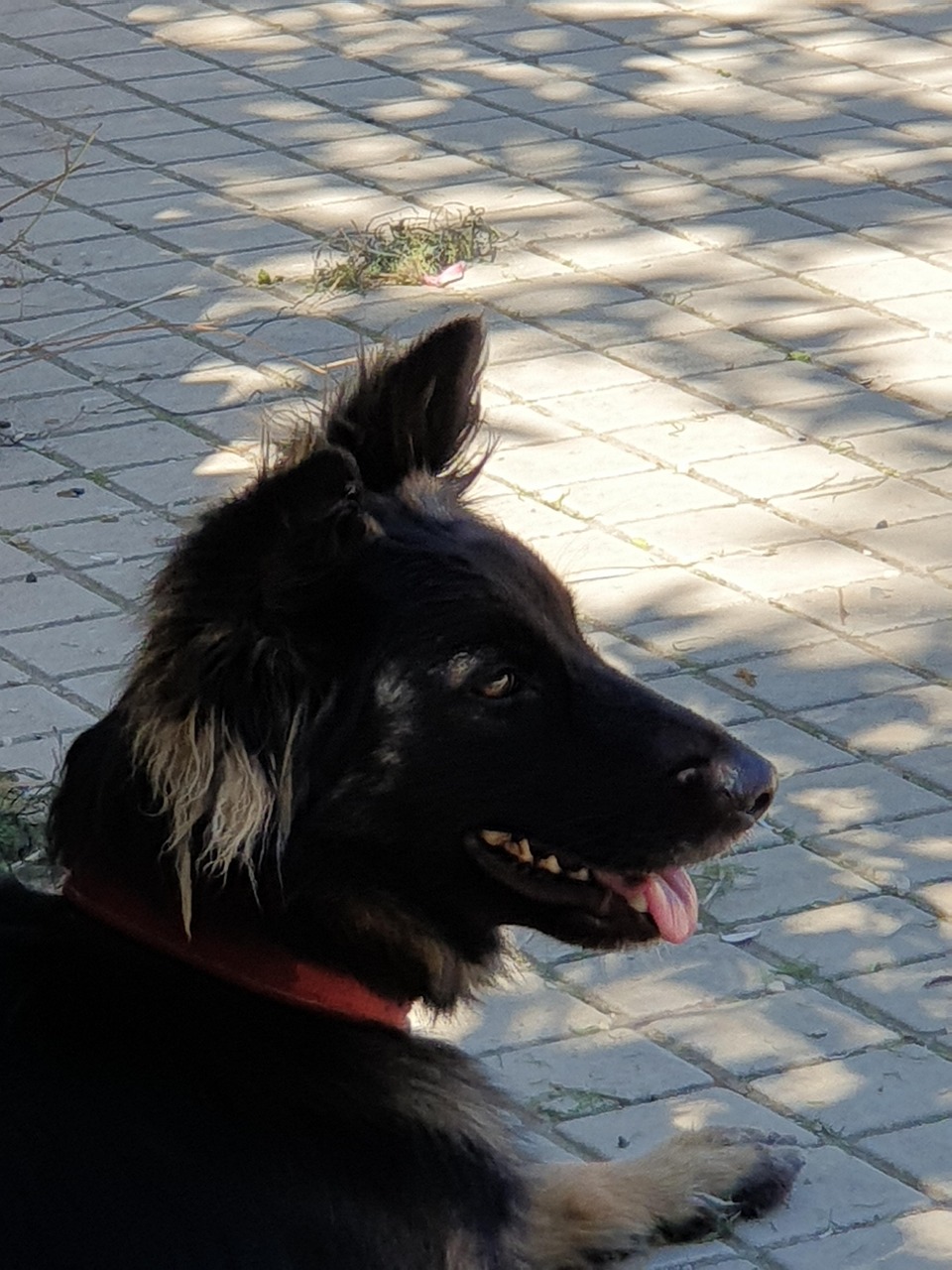 Mascot Dog - Free photo on Pixabay - Pixabay