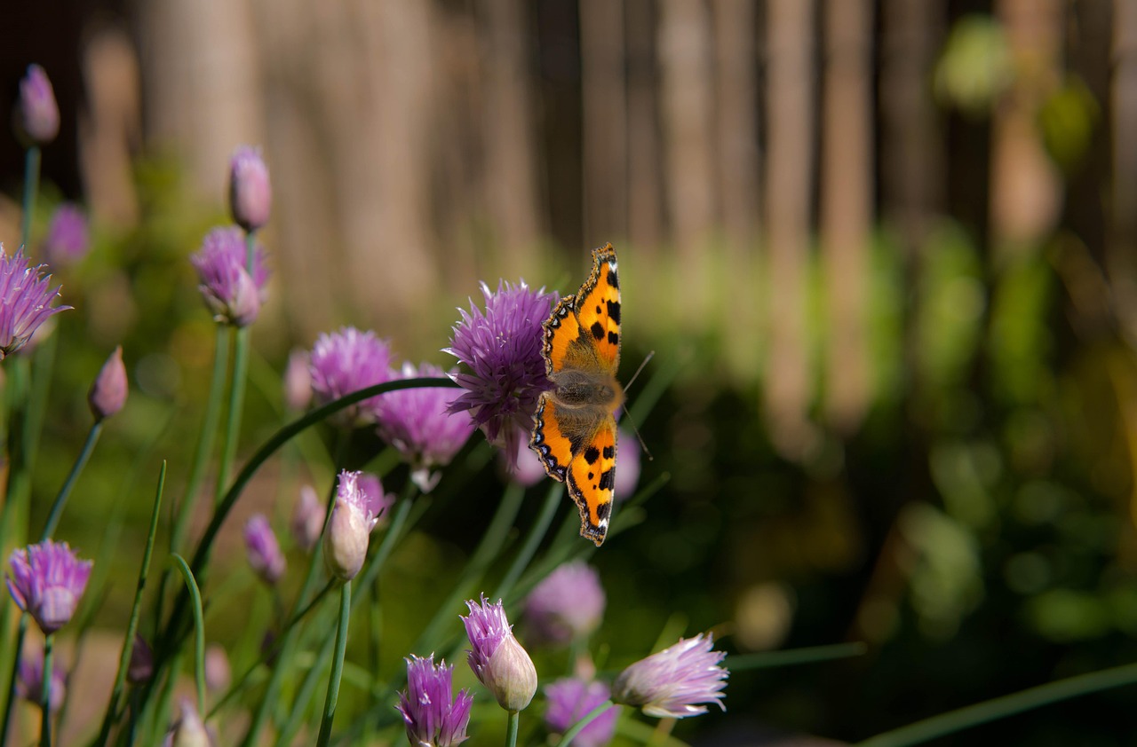 Más de 300 imágenes gratis de Mariposas Moradas y Mariposa - Pixabay