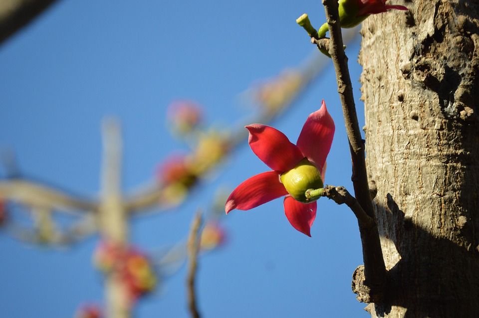 Bombacaceae Rote Blume Blüte - Kostenloses Foto auf Pixabay