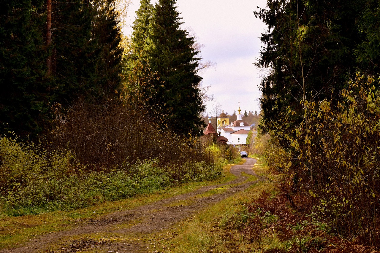 La Carretera Bosque Árboles Camino - Foto gratis en Pixabay - Pixabay