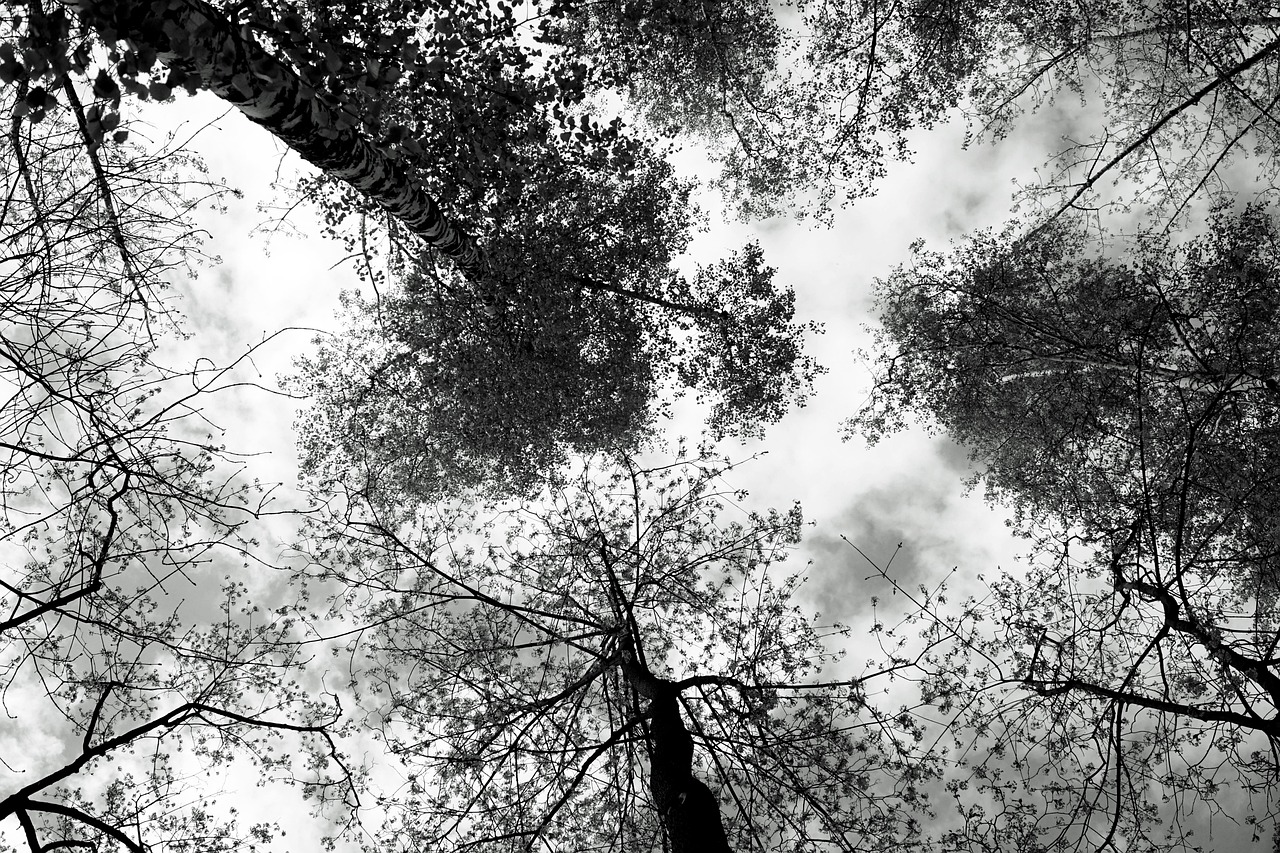 Trees Branches Forest - Free photo on Pixabay - Pixabay