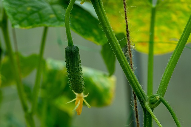Plantes De Concombre - Photo gratuite sur Pixabay - Pixabay