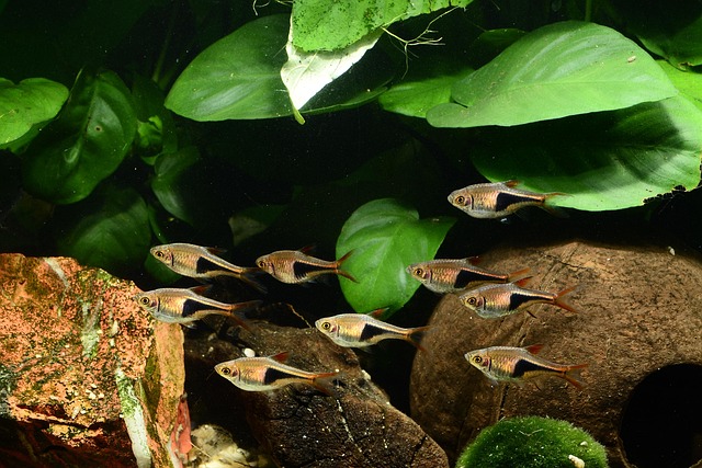 Rasboras Arlequin Aquarium Poisson - Photo gratuite sur Pixabay - Pixabay