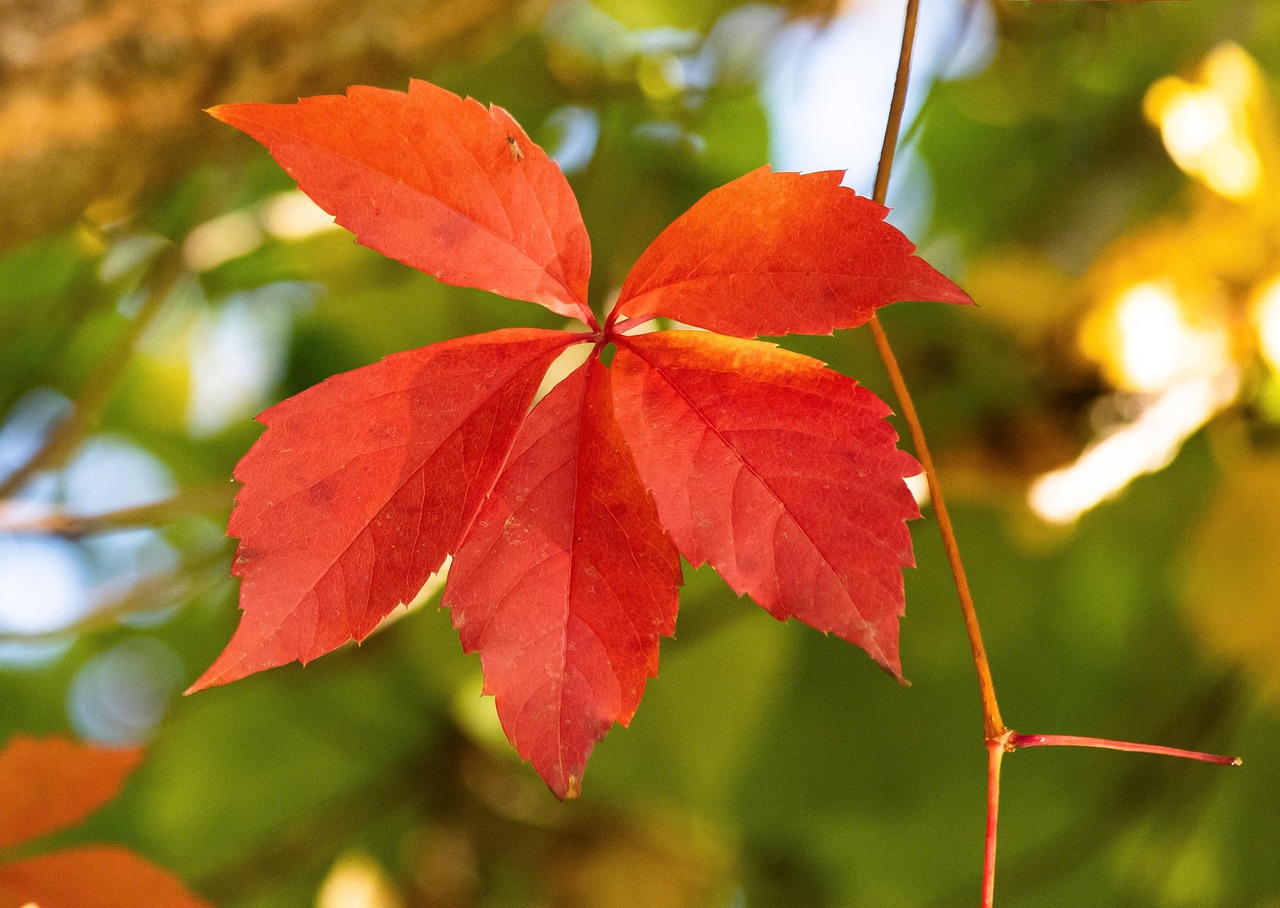 Leaves Nature Autumn - Free photo on Pixabay