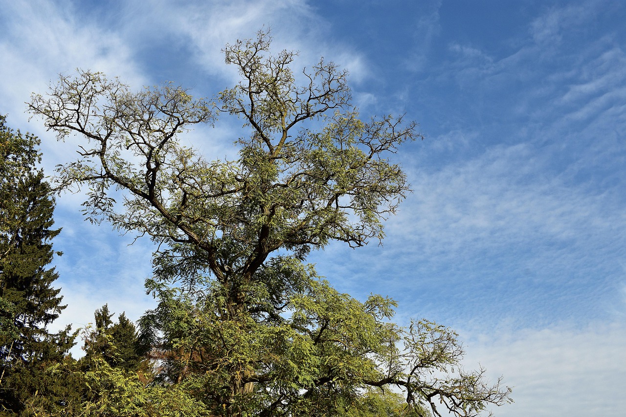 Arbre Nature Ciel - Photo gratuite sur Pixabay - Pixabay