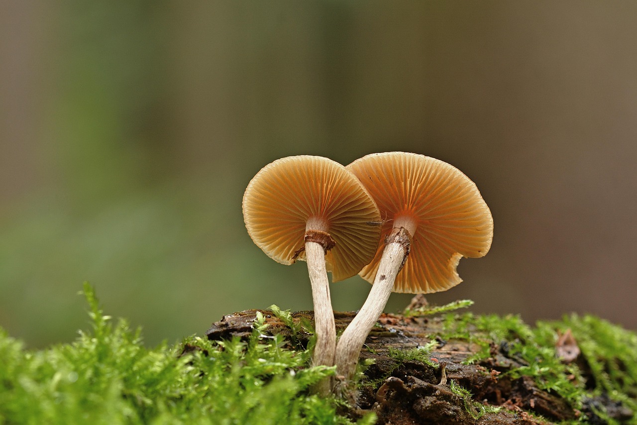 Mushrooms Fungus Toadstool - Free photo on Pixabay