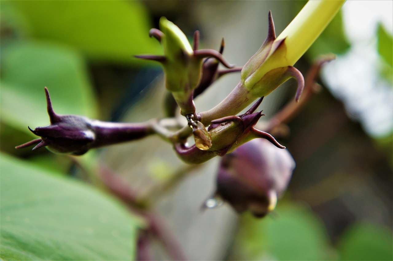 Plantes Botanique Jardinage Fleur - Photo gratuite sur Pixabay - Pixabay