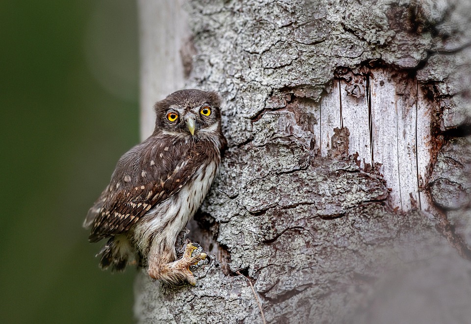 Eurasian Pygmy Owl Bird - Free photo on Pixabay