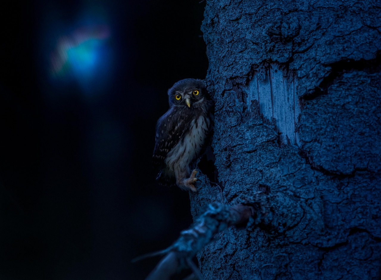 Owl Bird Glaucidium Passerinum - Free photo on Pixabay - Pixabay