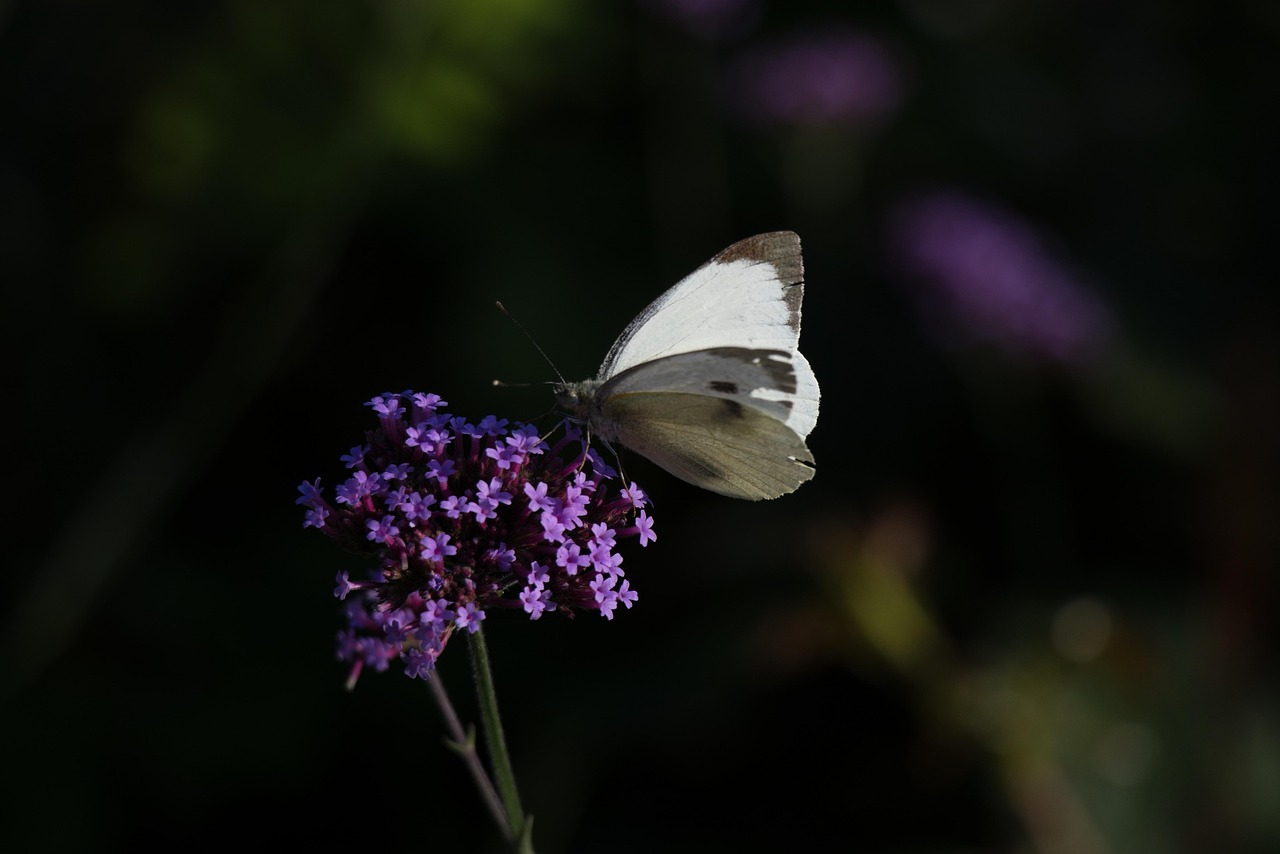 Butterfly Bush - Free photo on Pixabay - Pixabay