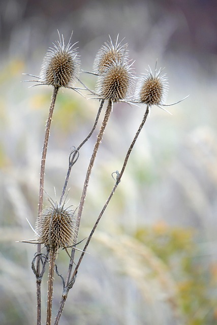 Bunga-Bunga Thistle Berduri - Foto gratis di Pixabay - Pixabay