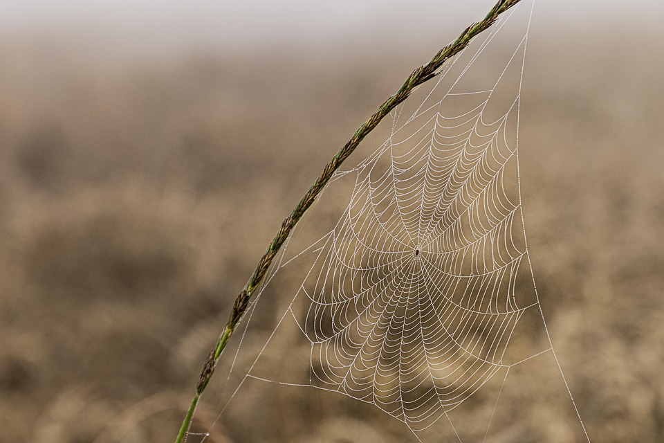 Spinnennetz Makro Spinne - Kostenloses Foto auf Pixabay