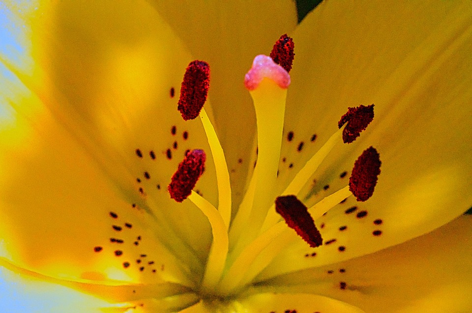 Read Flower Pistil - Free photo on Pixabay - Pixabay