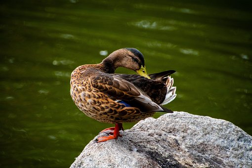 200+ Free Ana & Duck Photos