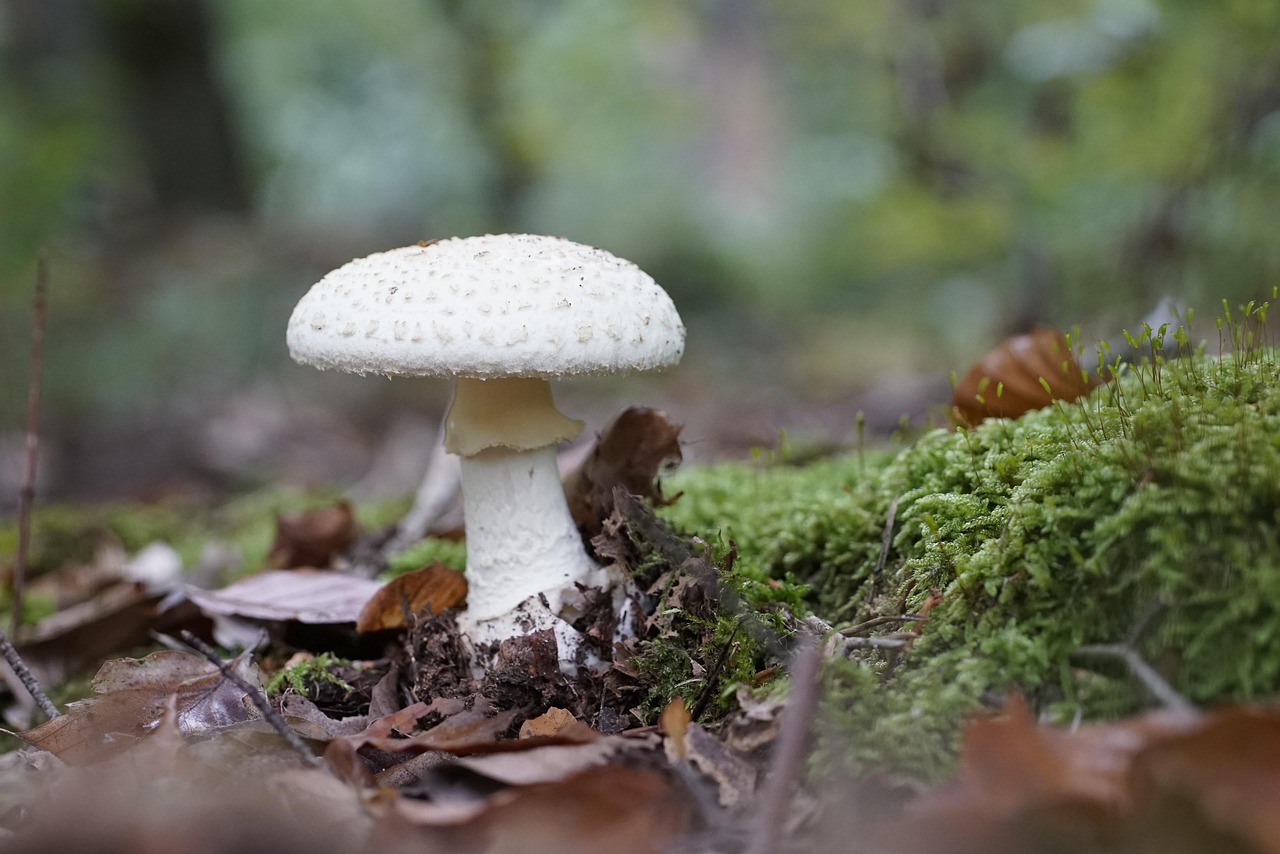 False Death Cap Mushroom Leaves - Free photo on Pixabay - Pixabay