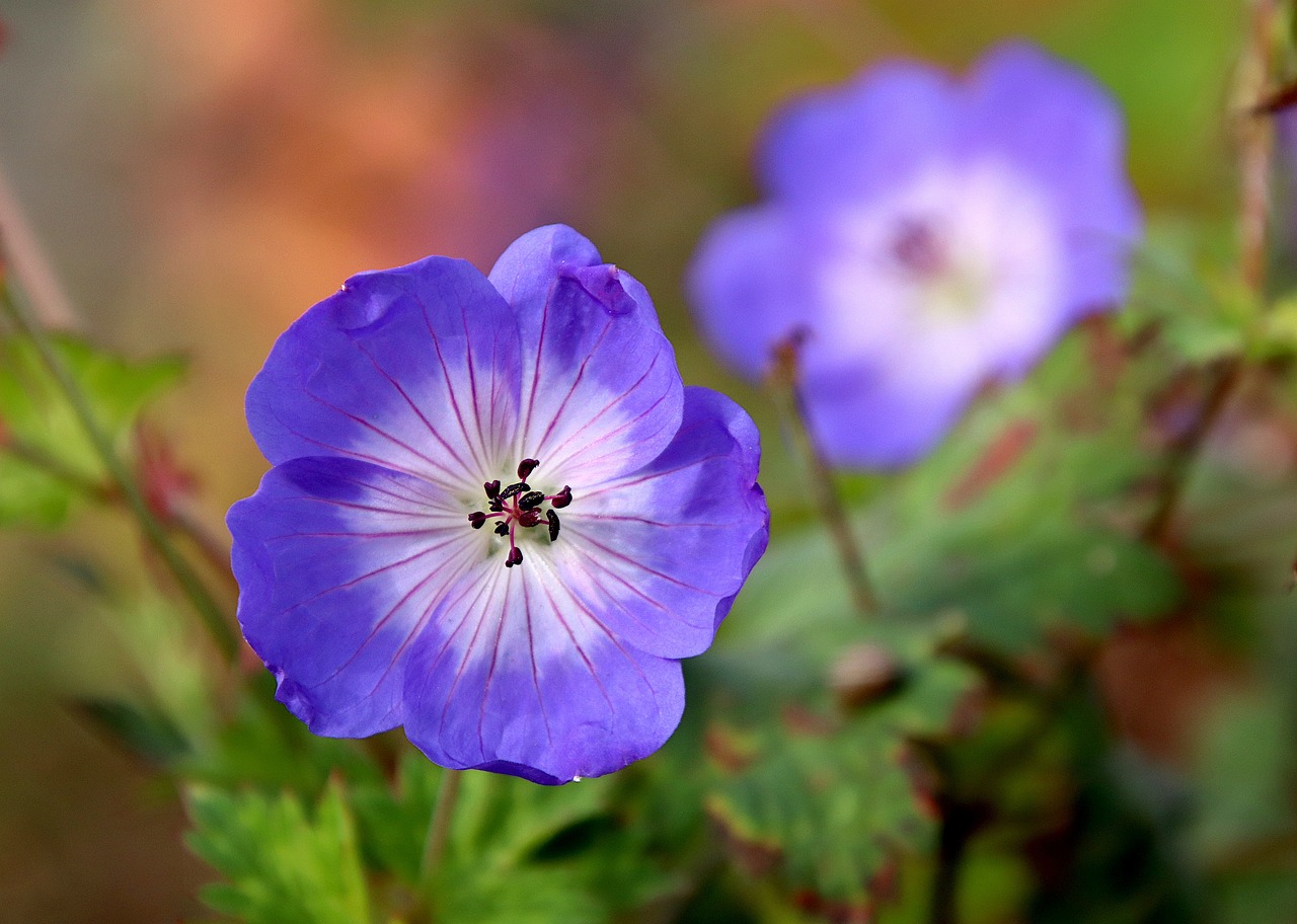 Fleur Bloom Botanique - Photo gratuite sur Pixabay - Pixabay