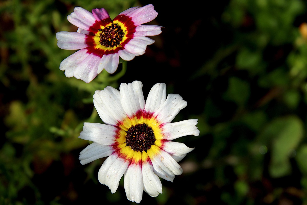 Marguerite Tricolore Fleurs Les - Photo gratuite sur Pixabay - Pixabay