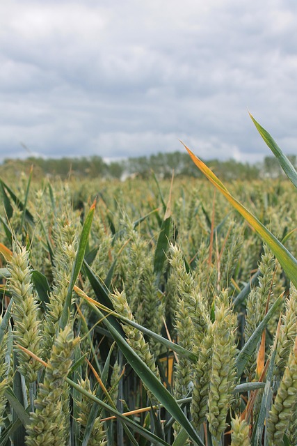 Campo De Trigo Agricultura - Foto gratuita no Pixabay - Pixabay