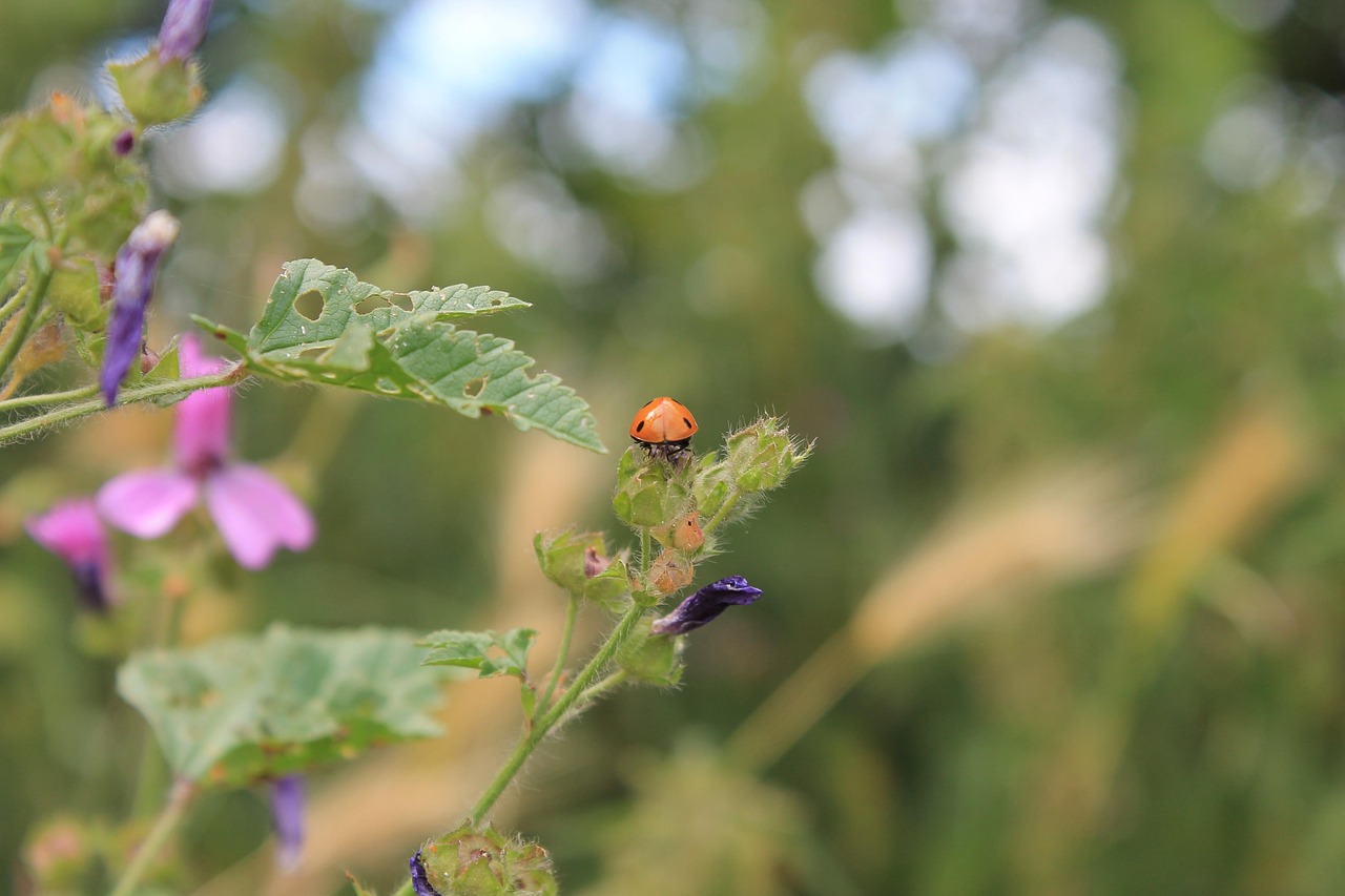 Marienkäfer Insekt Natur - Kostenloses Foto auf Pixabay - Pixabay