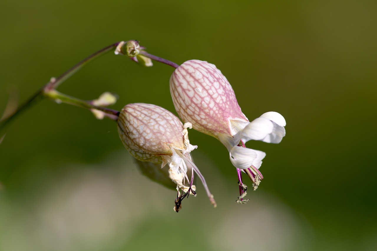 Bladder Campion Flower Of - Free photo on Pixabay