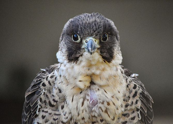 70+ Free Peregrine Falcon & Falcon Images - Pixabay