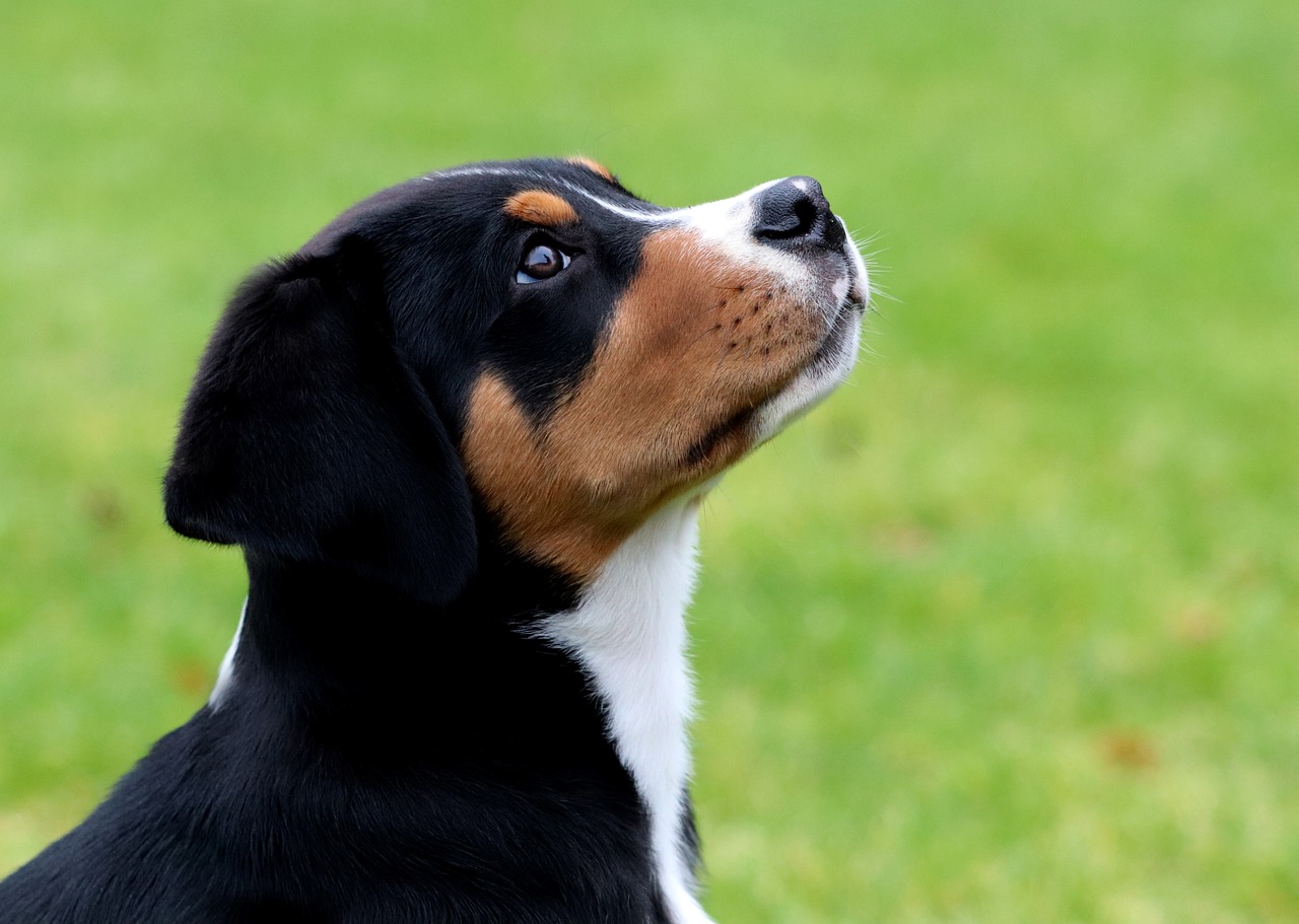 Animal Dog Puppy - Free photo on Pixabay - Pixabay