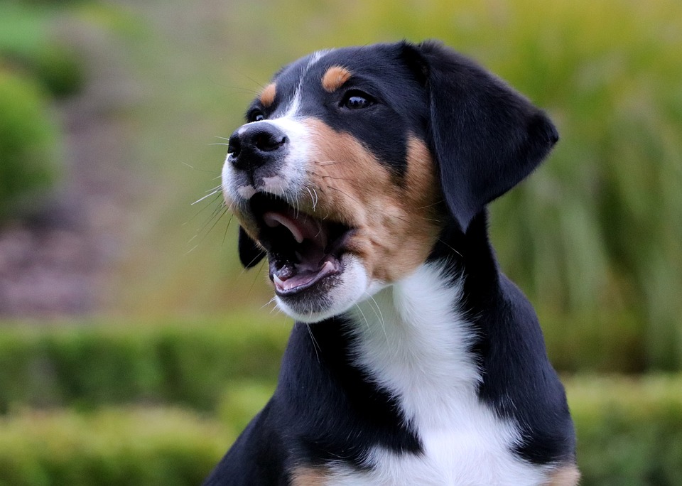 Animal Dog Mammal - Free photo on Pixabay - Pixabay
