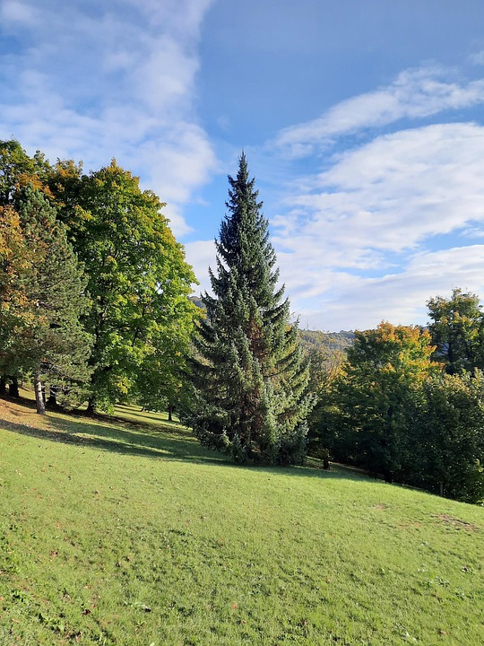 Pine Trees Field Spruce - Free photo on Pixabay - Pixabay