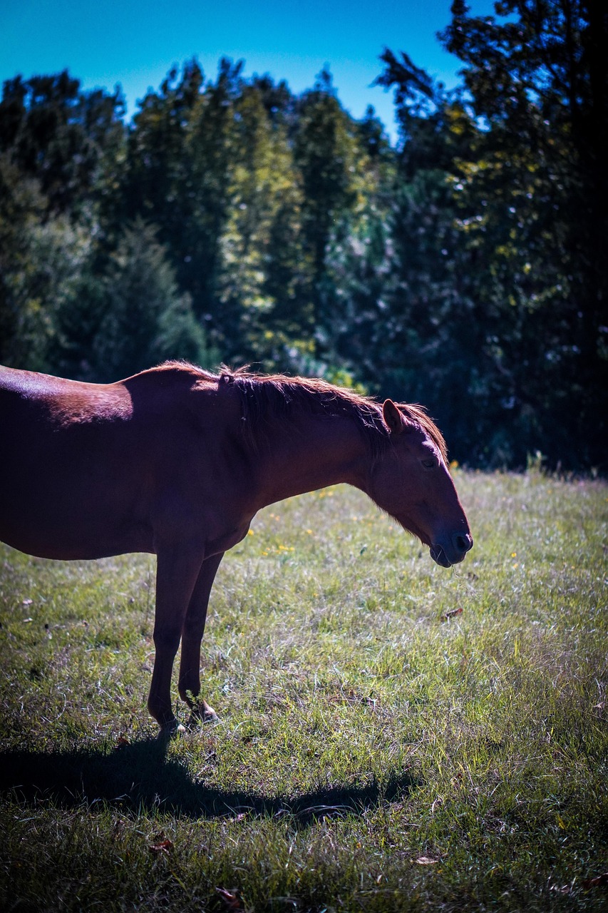 Cavalo Égua Natureza - Foto gratuita no Pixabay - Pixabay