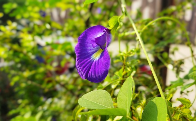 Flower Butterfly Pea Bloom - Free photo on Pixabay