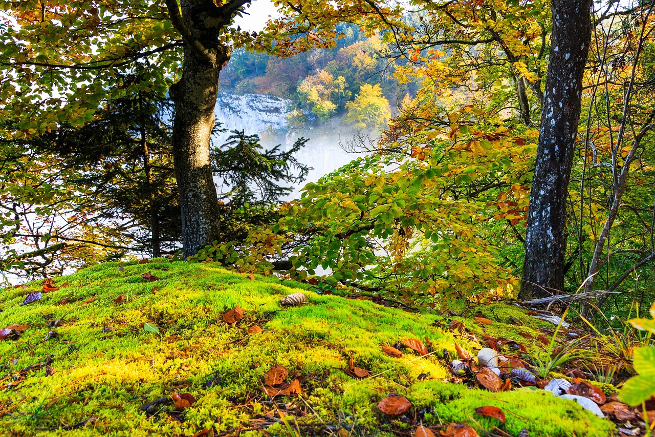 Nature Des Arbres Automne - Photo gratuite sur Pixabay - Pixabay
