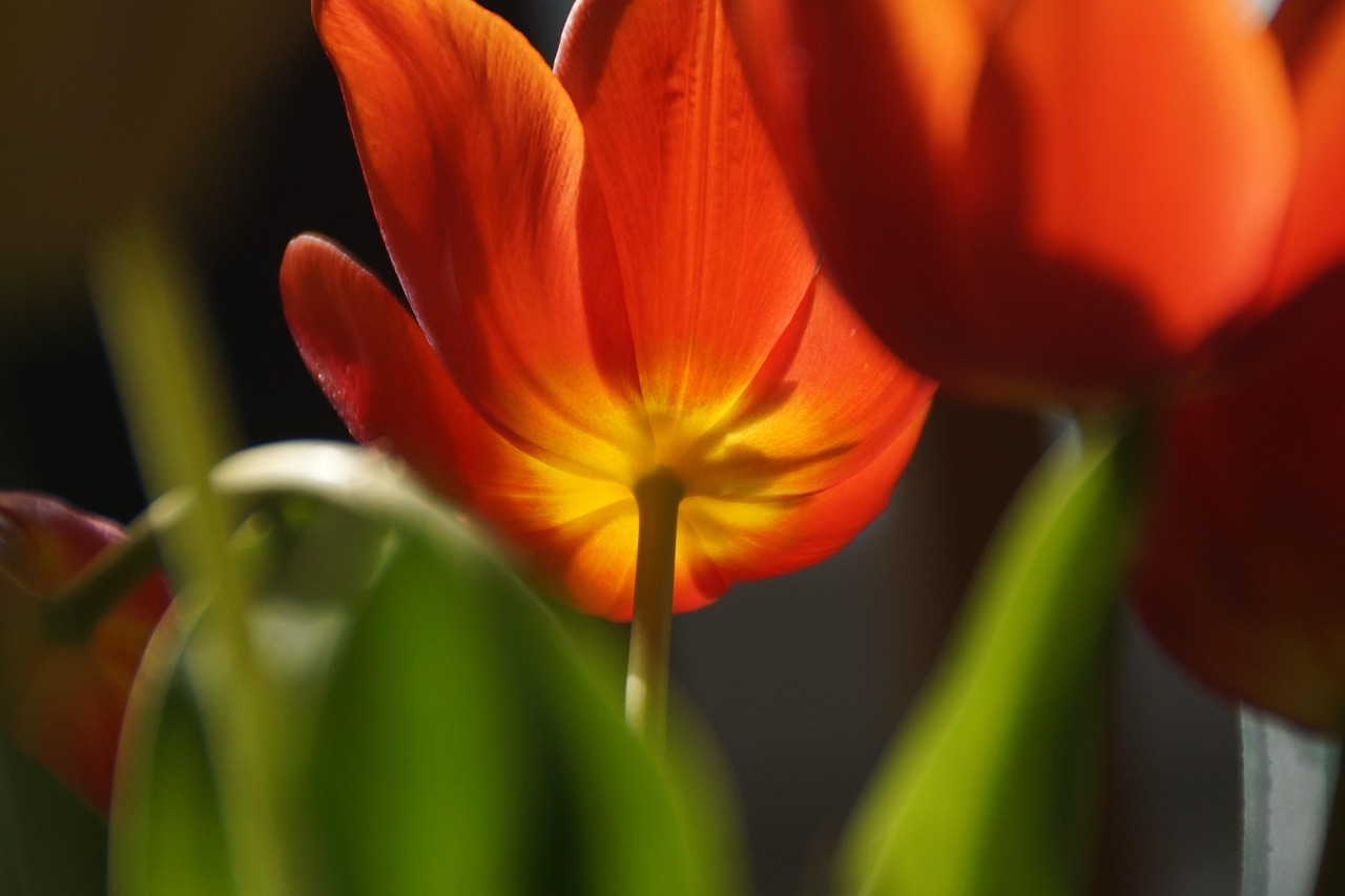Tulipe Fleur Plantes Orange - Photo gratuite sur Pixabay - Pixabay