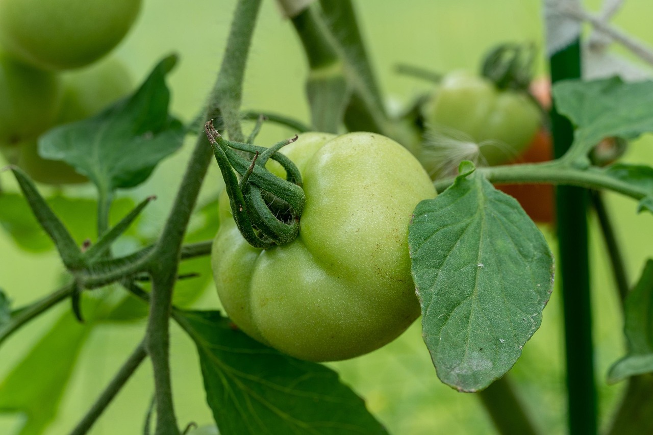 9,000+ Free Unripe Tomatoes & Tomatoes Images - Pixabay