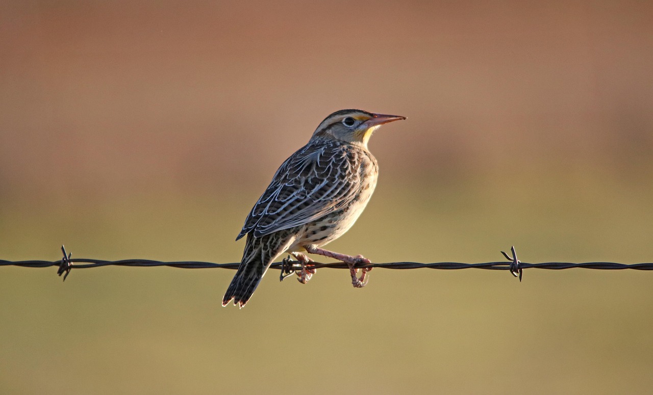 Meadowlark Bird Animal - Free photo on Pixabay