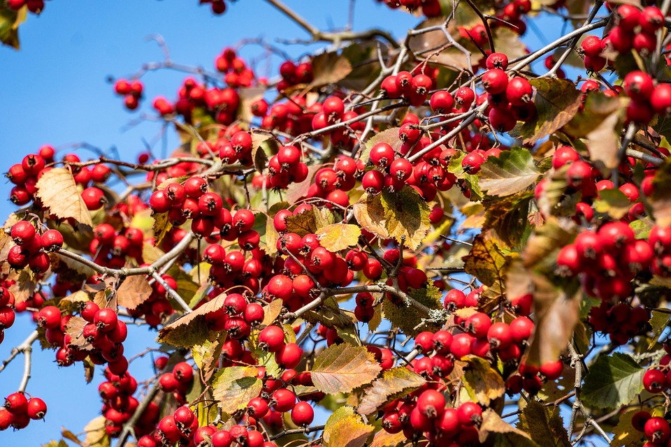 Sejenis Semak Berry Dedaunan - Foto gratis di Pixabay