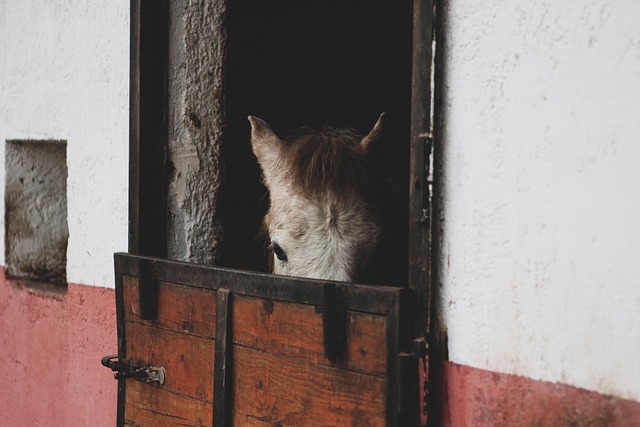 Cheval Animal Stable - Photo gratuite sur Pixabay - Pixabay