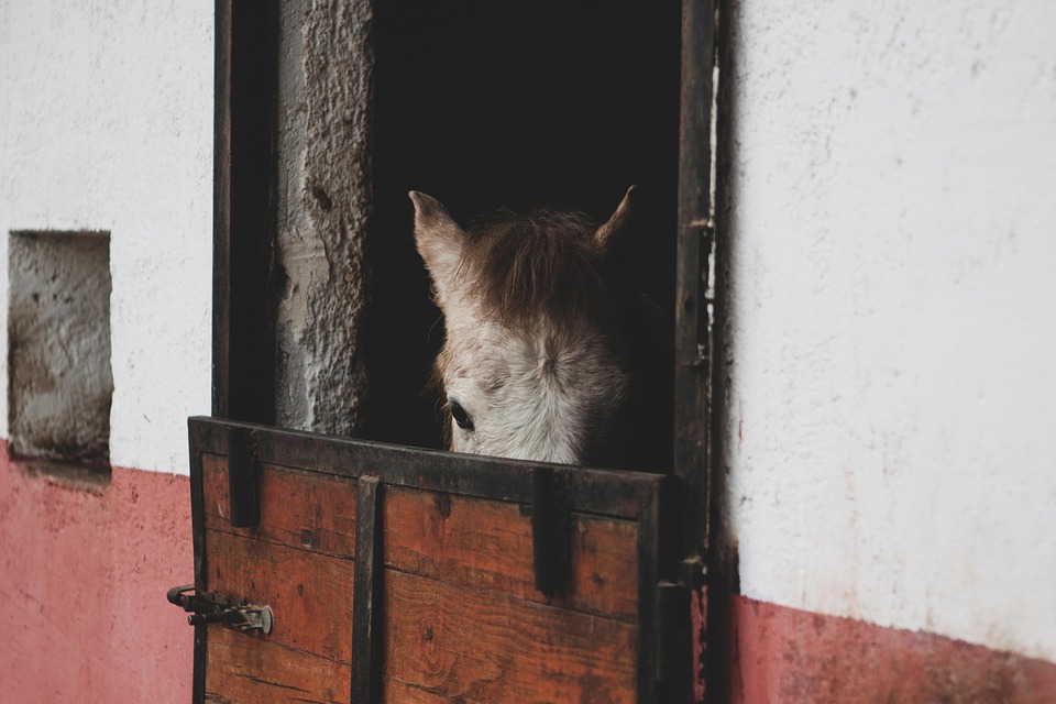 Cal Animal Stabil - Fotografie gratuită pe Pixabay - Pixabay