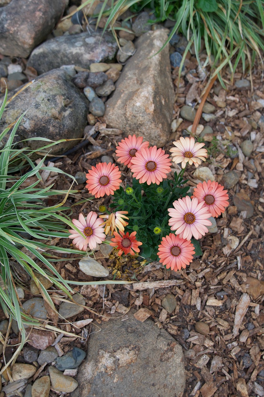 Cap Marguerite Fleurs Plantes - Photo gratuite sur Pixabay - Pixabay
