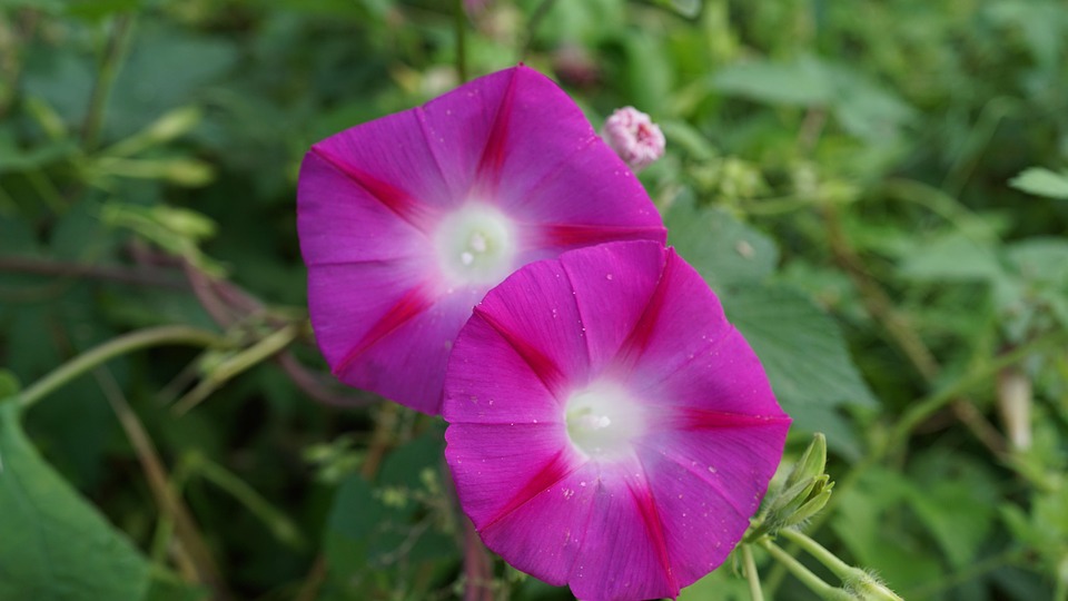 Aamu Glories Kukat Puutarha - Ilmainen valokuva Pixabayssa - Pixabay