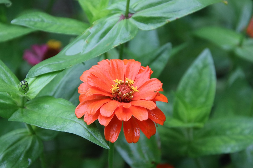 Zinnia Flor Jardín - Foto gratis en Pixabay