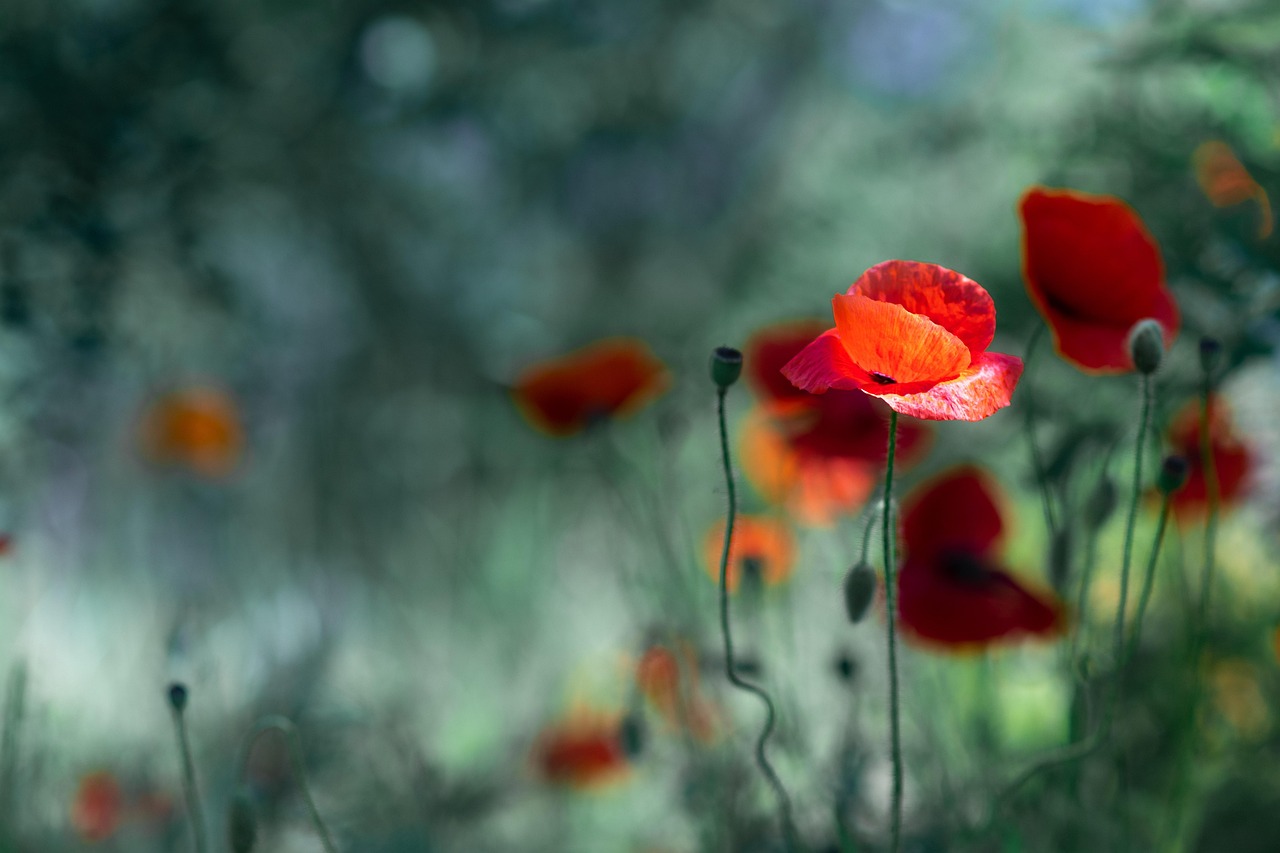 Mohnblumen Rote Blumen Wiese - Kostenloses Foto auf Pixabay - Pixabay