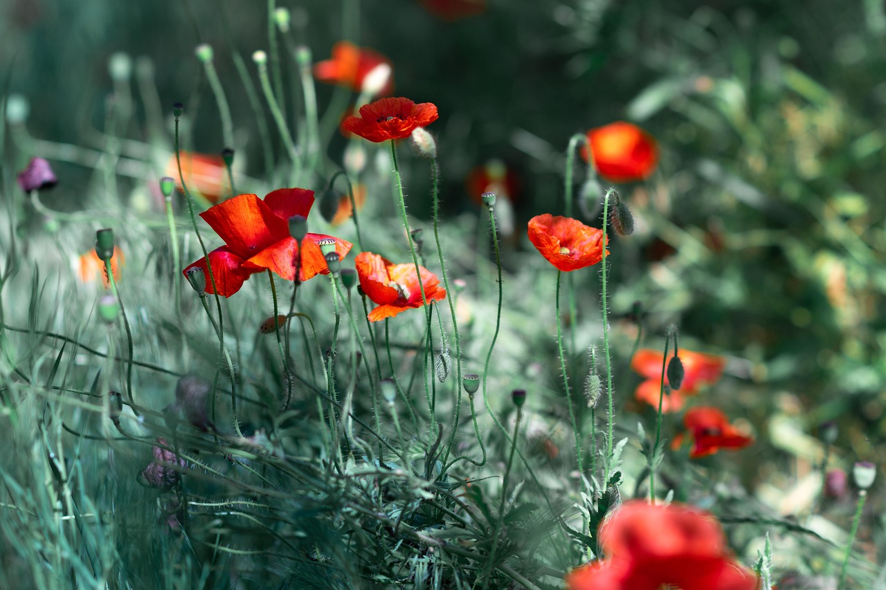 Mohnblumen Rote Blumen Wiese - Kostenloses Foto auf Pixabay - Pixabay